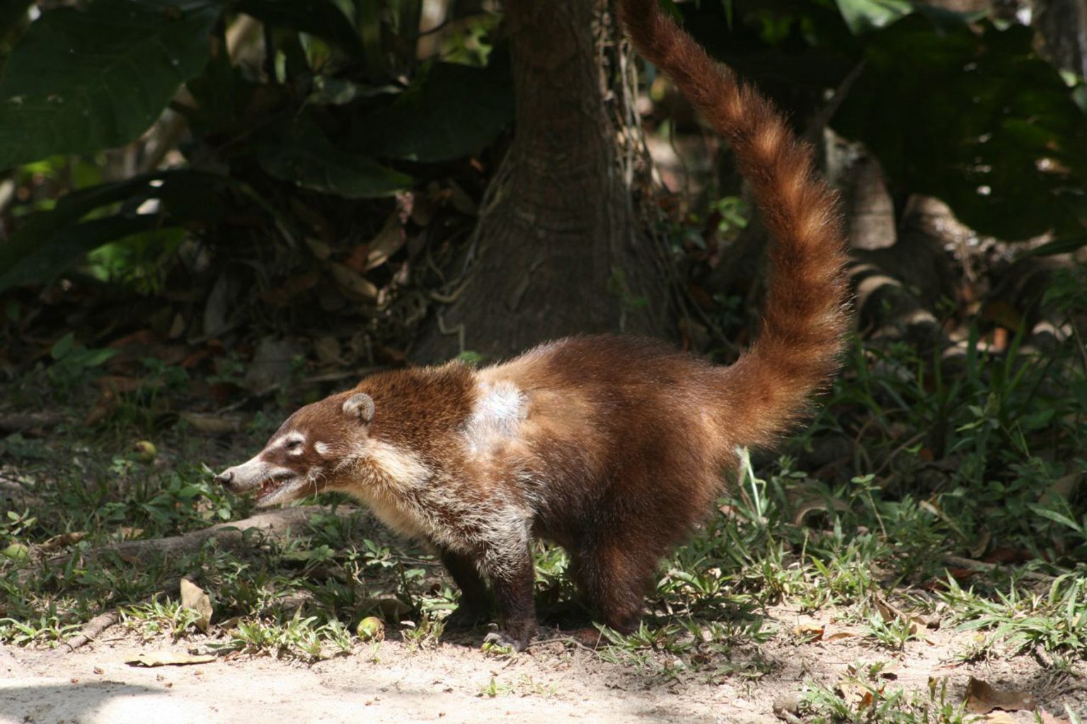 Flora y Fauna – Página 10 – Enciclopedia Guerrerense