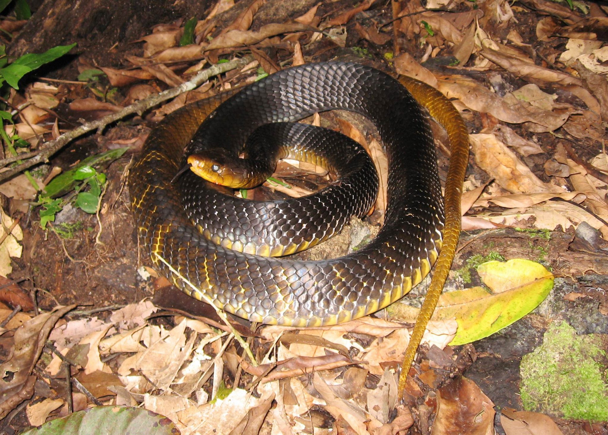 Flora y Fauna – Página 8 – Enciclopedia Guerrerense